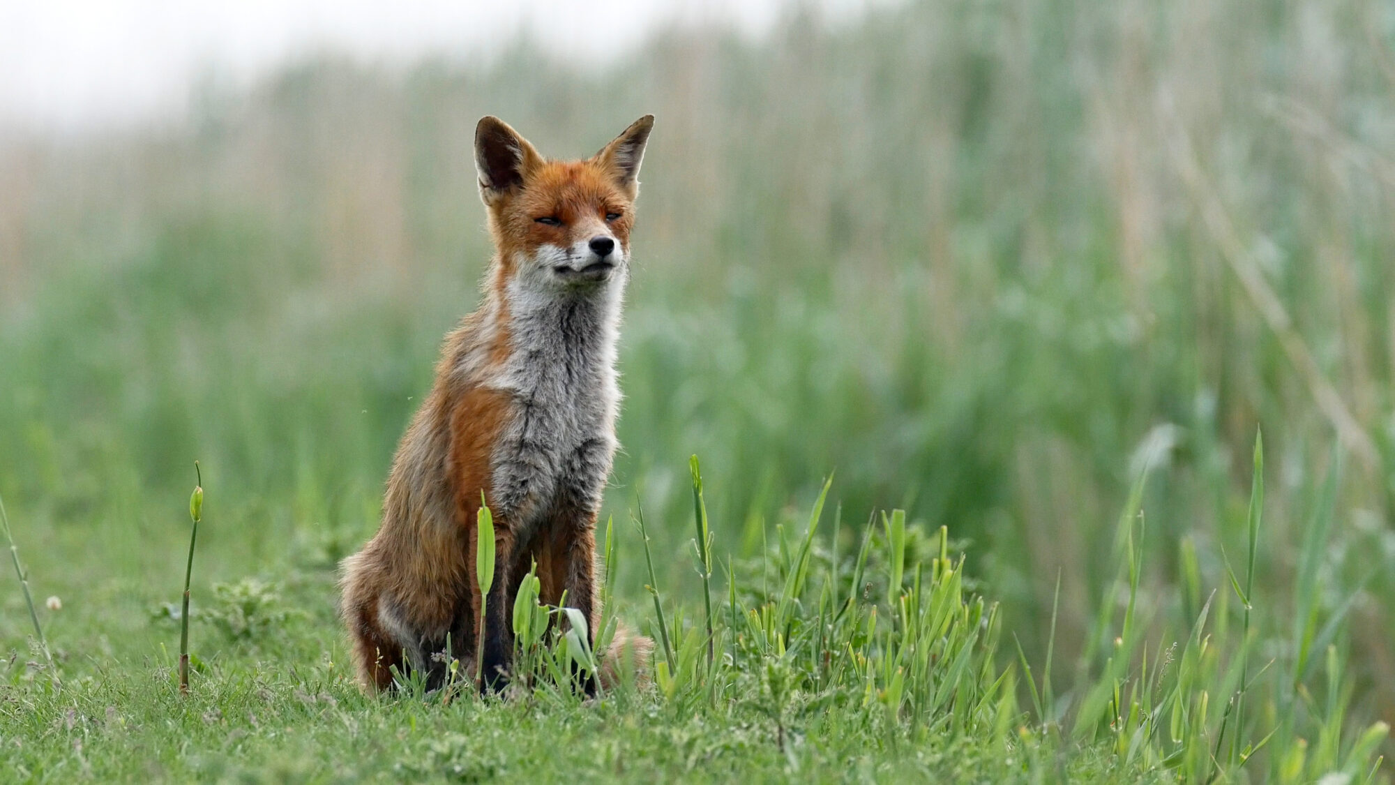 A Wild Fox Life – Ateles Films – Wildlife film production company